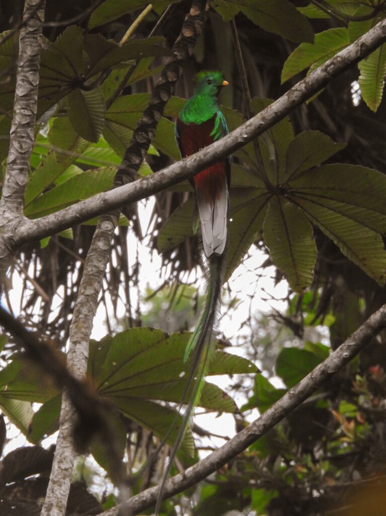 How to find the elusive Resplendent Quetzal in the Guatemalan Highlands